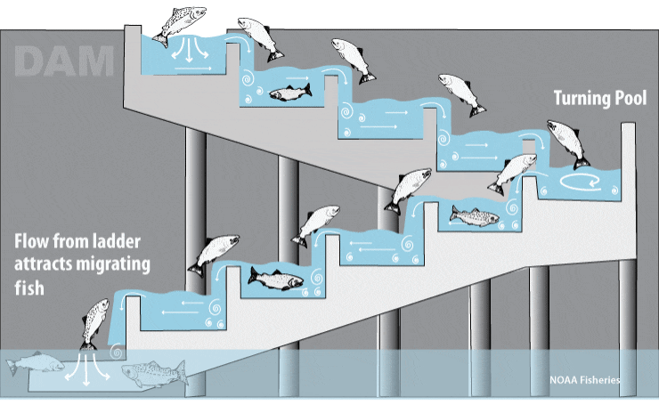 Design of Fish Passages and Ladders Using HEC-RAS | CivilGEO